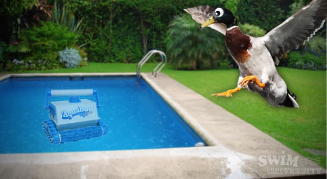 5 Tricks to Keep Ducks and Other Birds Out of Your Pool 5 Tricks to Keep Ducks and Other Birds Out of Your Pool