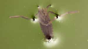 How To Get Rid Of Water Bugs In Your Pool